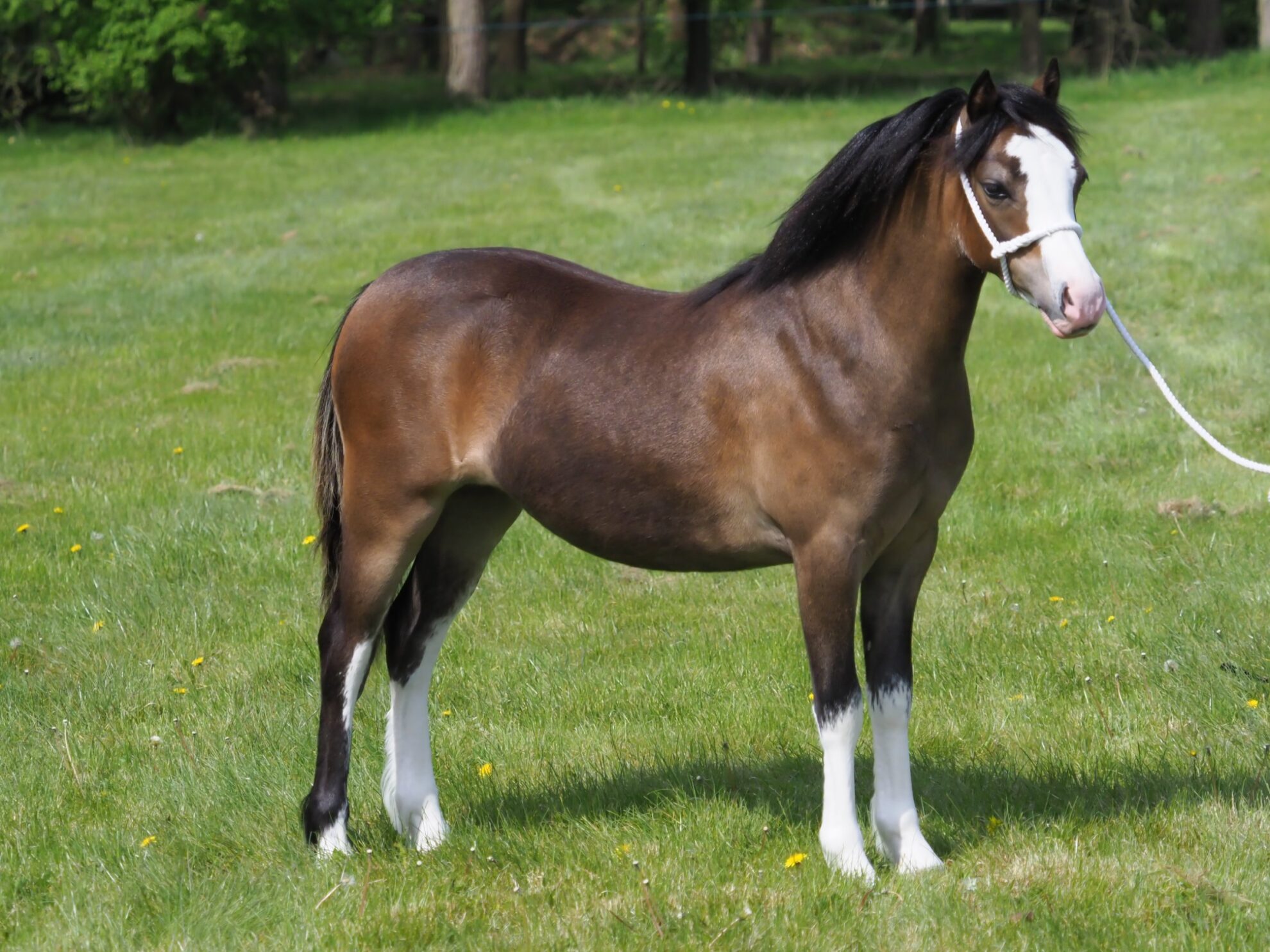 Wales - Celtic Heritage Foundation