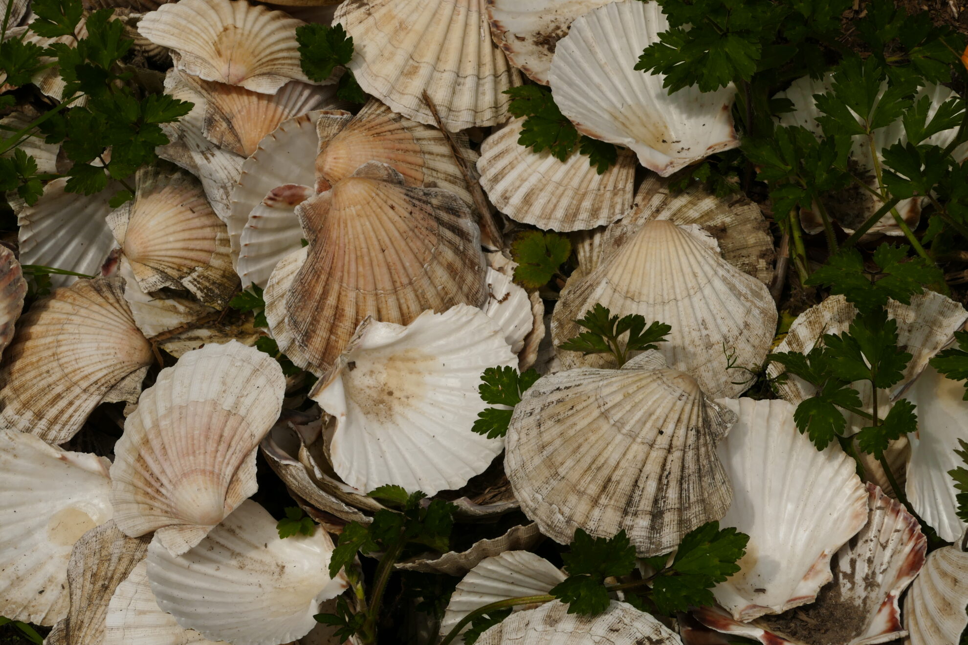 Celtic Food - Celtic Heritage Foundation